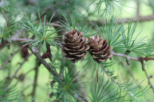 Burning the right wood – BushcraftUK