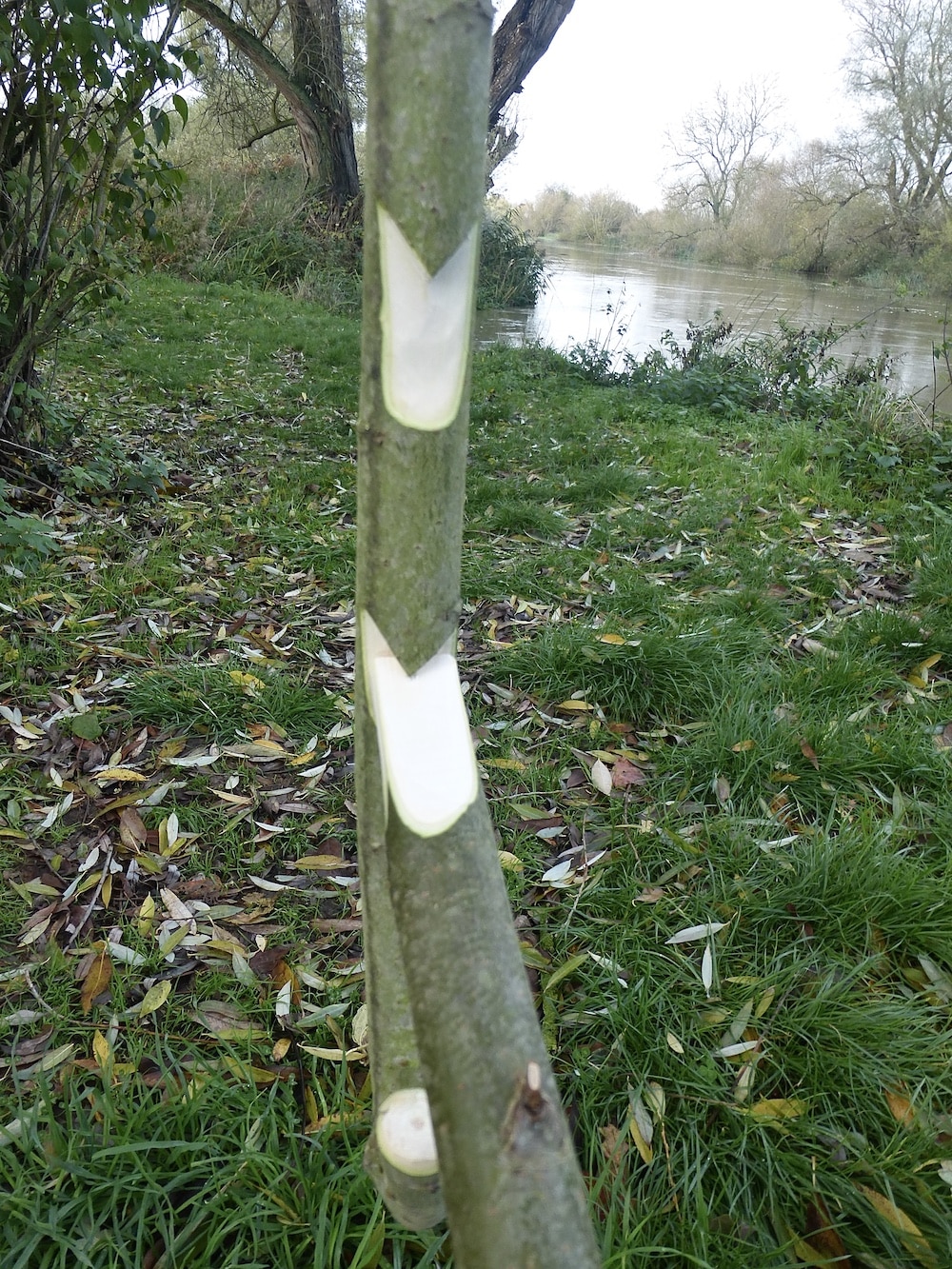 beaks – BushcraftUK
