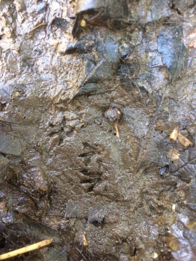 Wildlife Tracking: A Beginner’s Guide – BushcraftUK